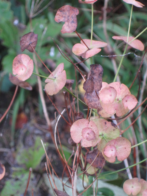 Nutty Gnome: Acer, Acer Baby!