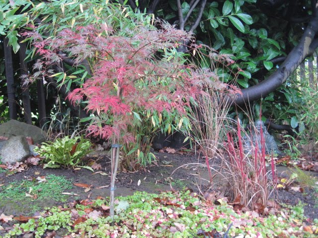 Nutty Gnome: Acer, Acer Baby!