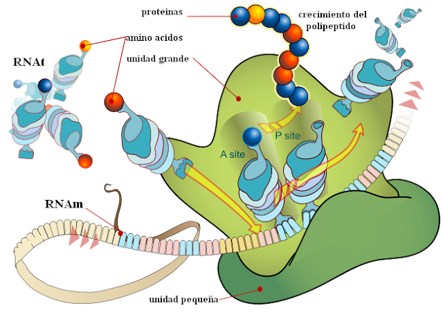 EL RIBOSOMA: FUNCION DEL RIBOSOMA