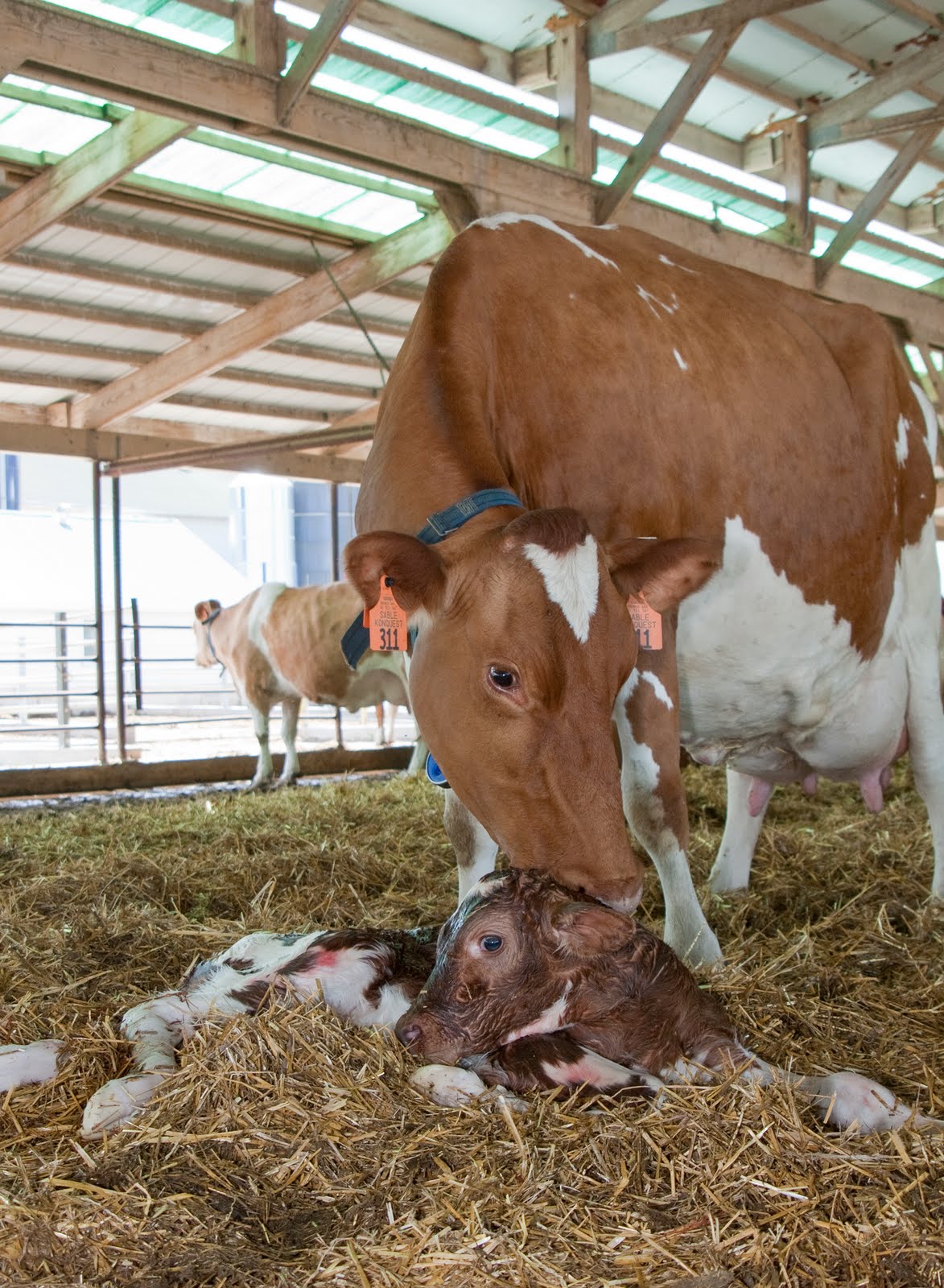 Hoard Farm pregnancy rate improves by leaps and bounds
