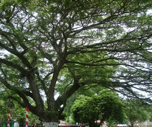 KORAMIL 0111/PAGELARAN: Pembibitan Pohon Trembesi (Ki Hujan) Koramil ...