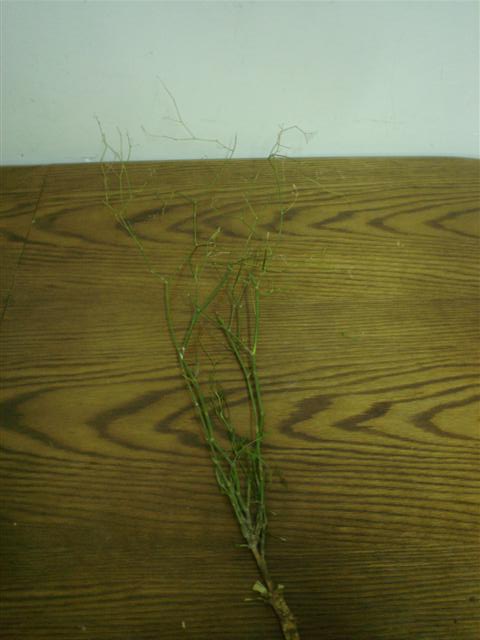 Wild Fennel- Foraged Food | Penniless Parenting