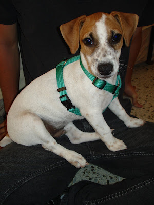 Aerogaby: Entrevista a Tony el Terrier, mi nuevo perrito