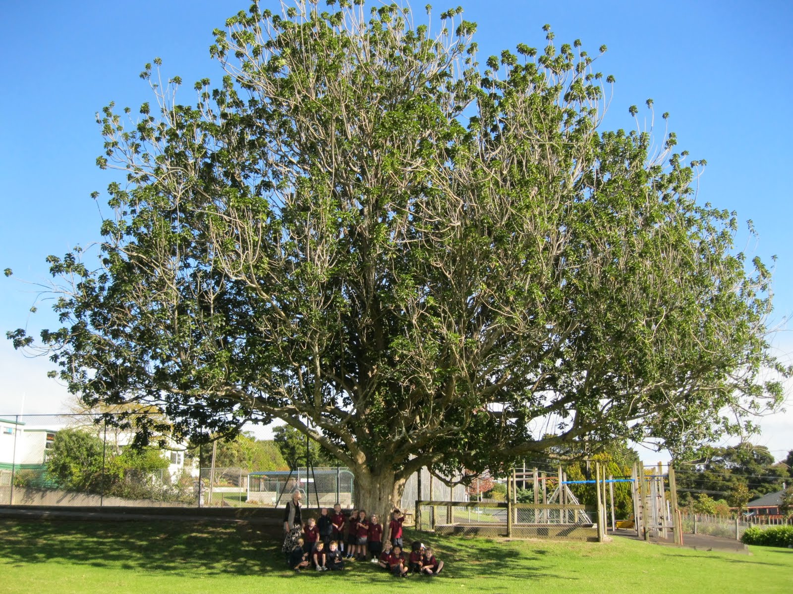 Room 1 Ramarama: The School's Puriri Tree
