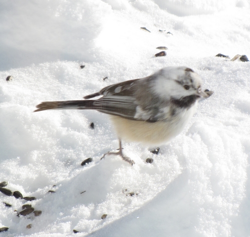 Le Blogue à Zonzon : Mésange à tête noire leucique et définition ...