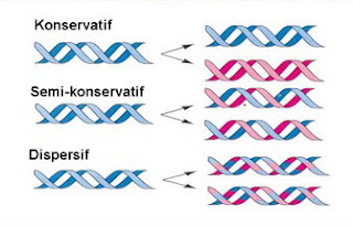 Replikasi DNA | BELAJAR BIOLOGI