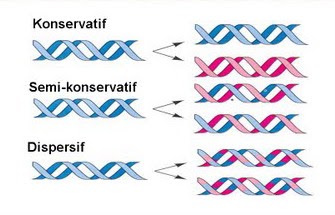 Replikasi DNA | BELAJAR BIOLOGI