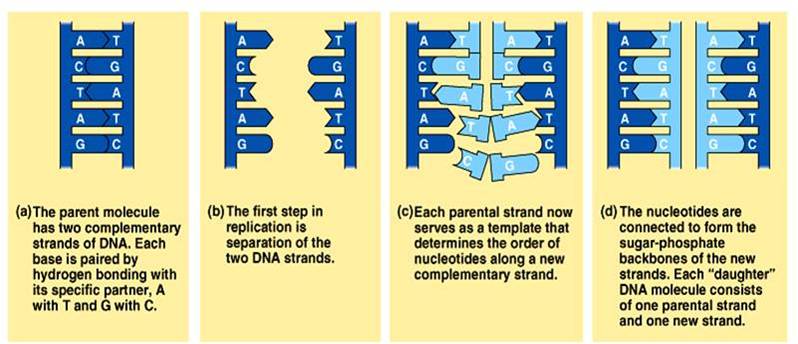 Replikasi DNA | BELAJAR BIOLOGI