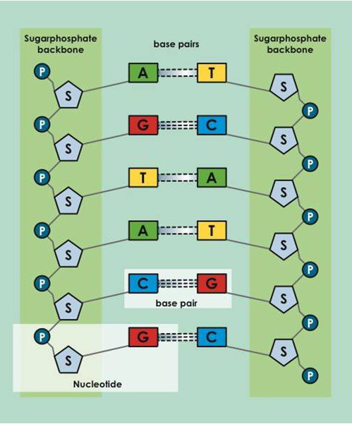 Struktur DNA | BELAJAR BIOLOGI