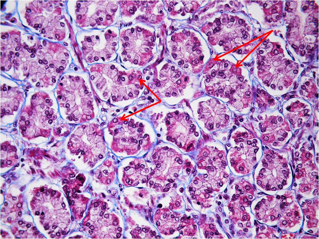 SOS BIOLOGIA CELULAR Y TISULAR: DIGESTIVO. ESTOMAGO