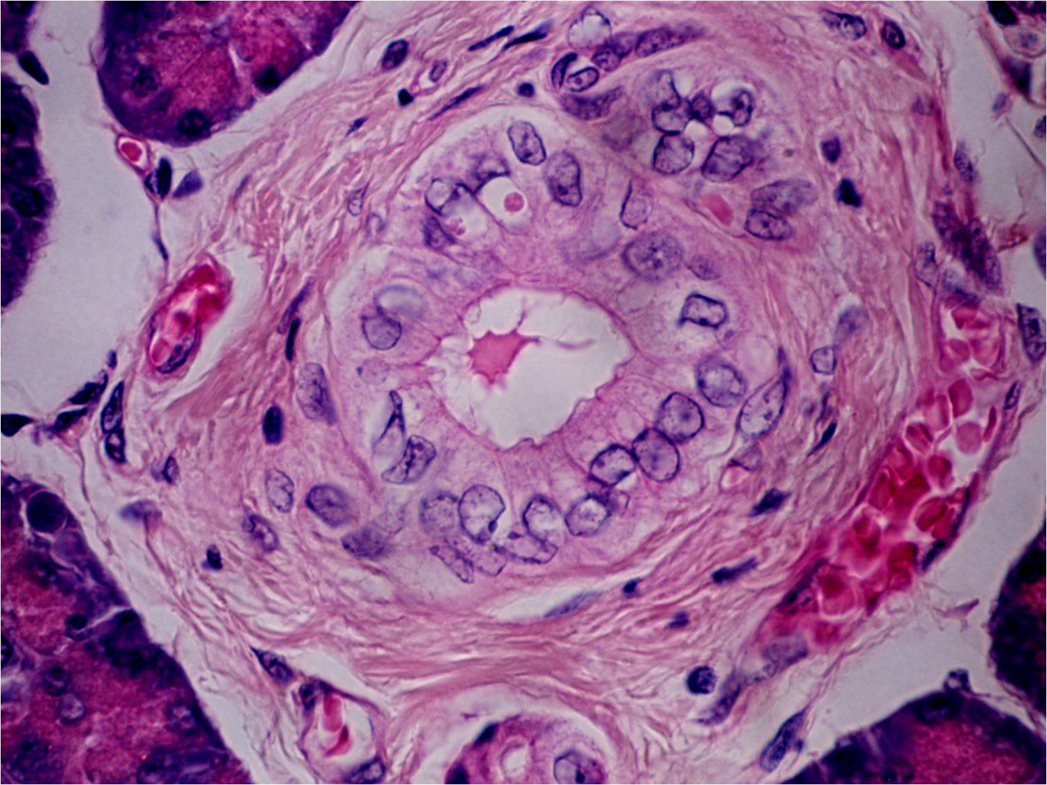 SOS BIOLOGIA CELULAR Y TISULAR: DIGESTIVO. PANCREAS