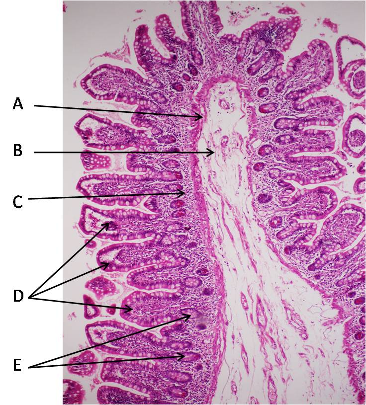 SOS BIOLOGIA CELULAR Y TISULAR: DIGESTIVO. INTESTINO. Digestive. Intestine.