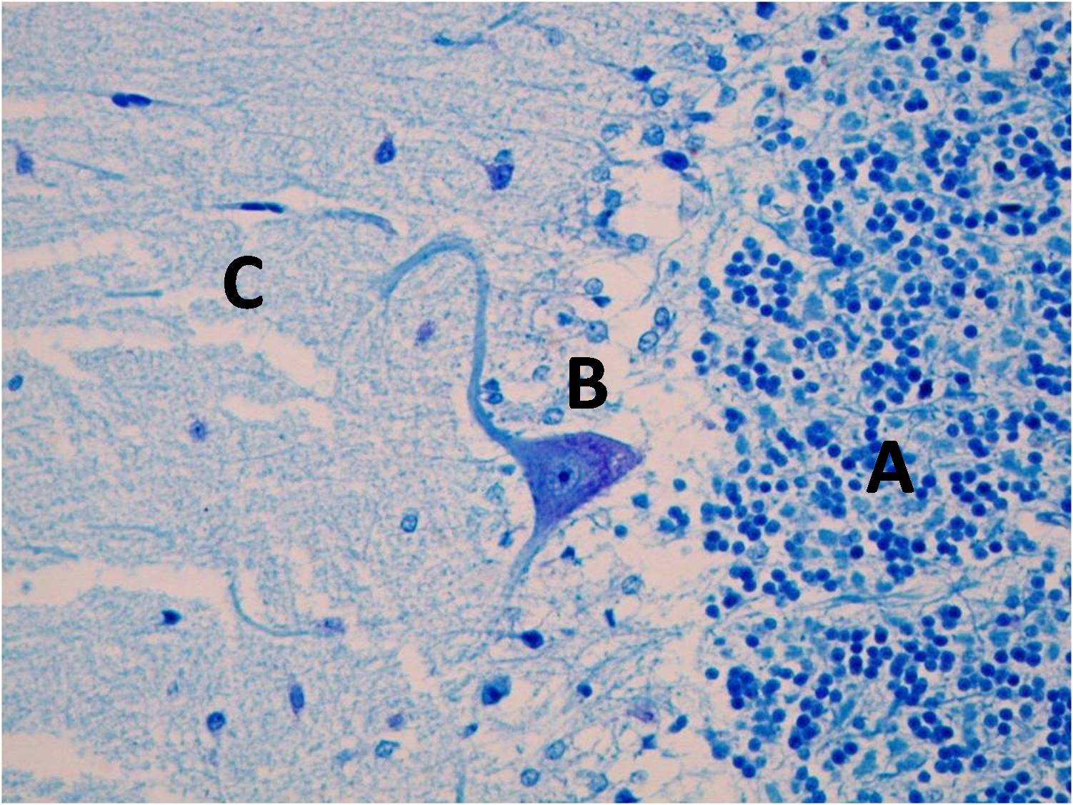 SOS BIOLOGIA CELULAR Y TISULAR: TEJIDO NERVIOSO