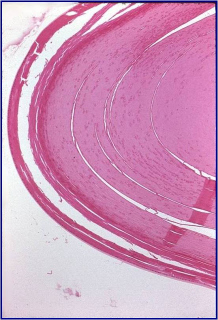 SOS BIOLOGIA CELULAR Y TISULAR: OJO