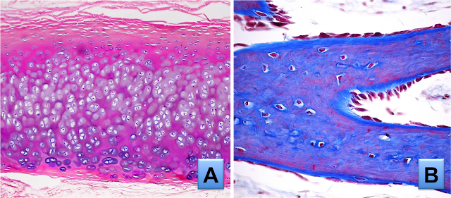 SOS BIOLOGIA CELULAR Y TISULAR: TEJIDOS. OSEO / CARTILAGINOSO