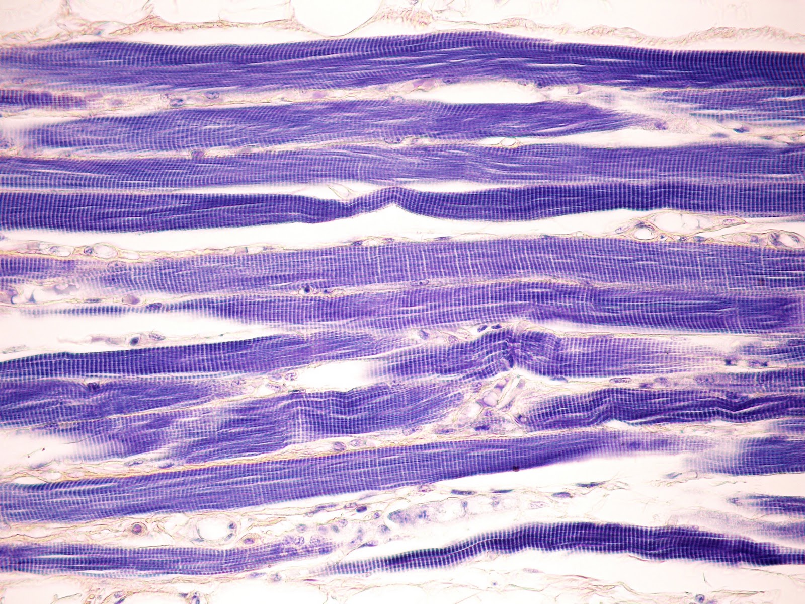 SOS BIOLOGIA CELULAR Y TISULAR: TEJIDOS. MUSCULAR 1. ¿QUE MUSCULO ES?