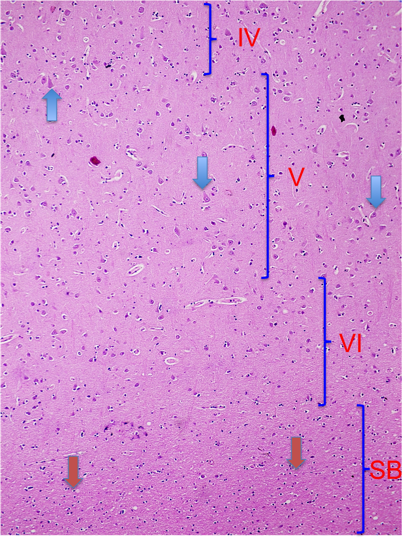 SOS BIOLOGIA CELULAR Y TISULAR: TEJIDO NERVIOSO. CORTEZA CEREBRAL 2