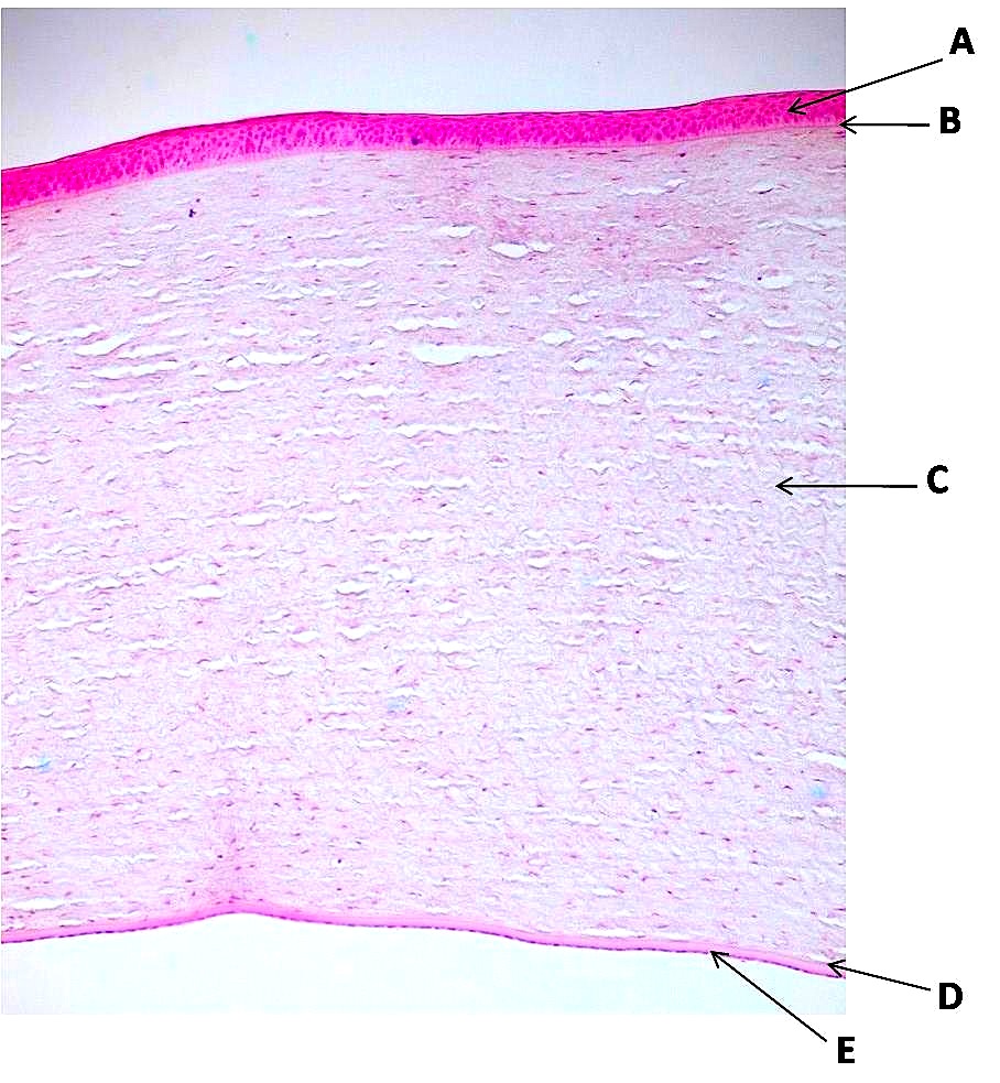 SOS BIOLOGIA CELULAR Y TISULAR: HISTOLOGIA DEL OJO. CORNEA