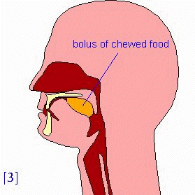 bolus - definition - What is