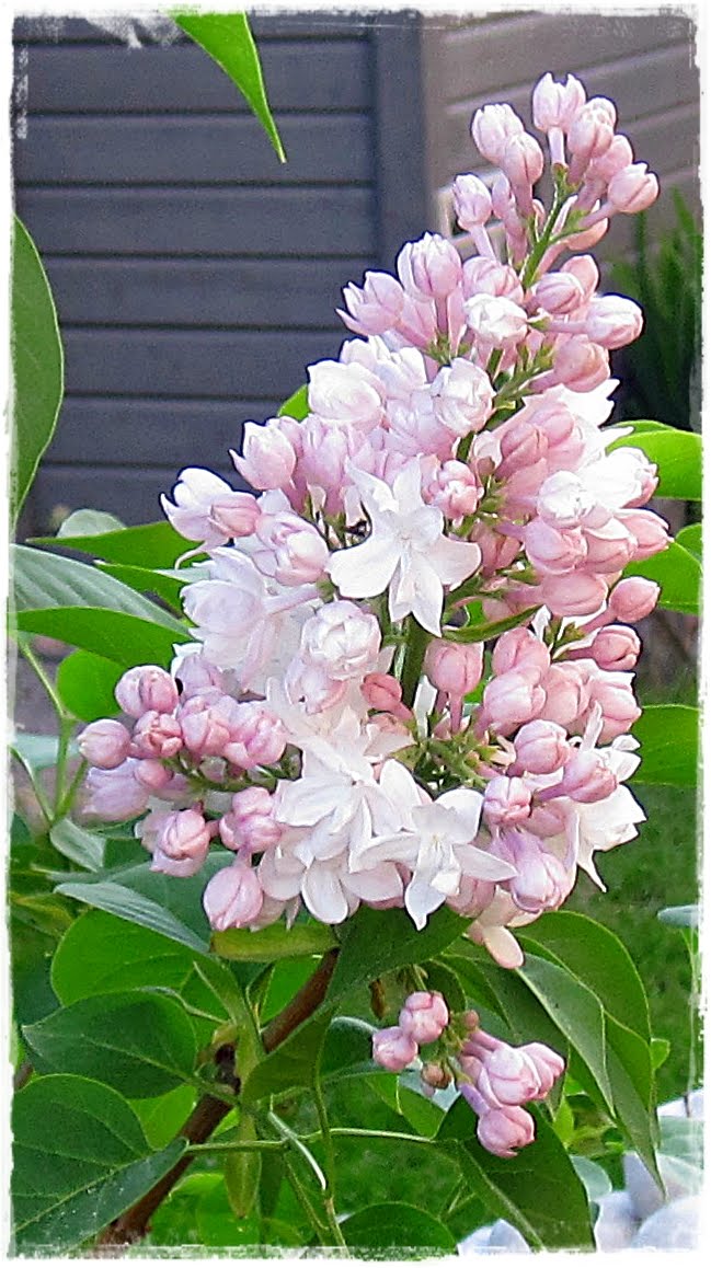 Mammasblommor: I syrenernas tid.....