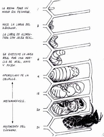 Bioxoximilco: ¿Cuándo donde y quienes son patenogénicos?
