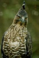 Elang Jawa or Java Eagles ~ javatour-visitindonesia