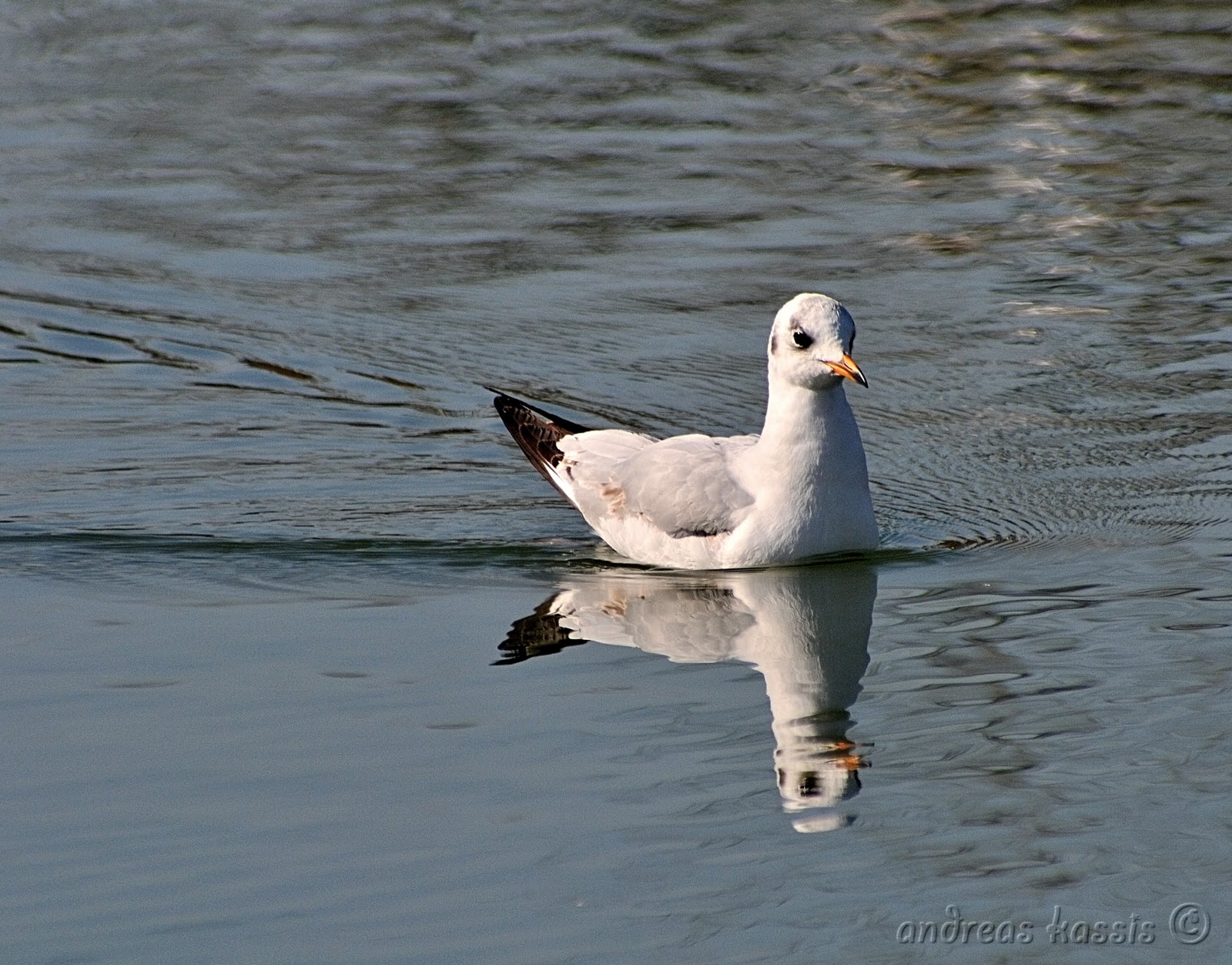 NATURAL WORLD : Larus ridibundus-Καστανοκέφαλος γλάρος-Black-headed gull