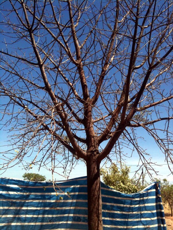 Thoughts from Botswana by Lauri Kubuitsile: Botswana's Spring