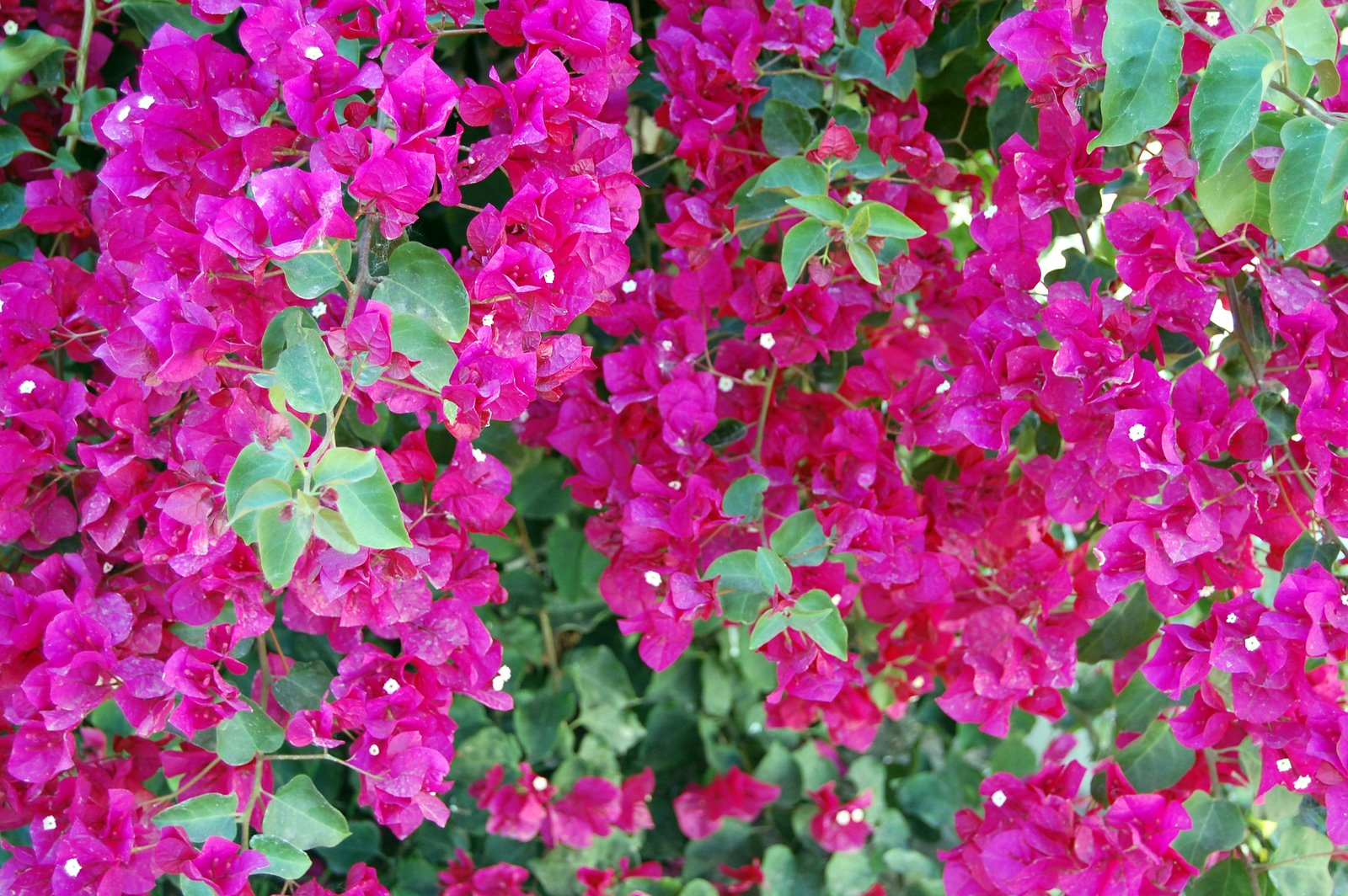 picgrafías: Bugambilia