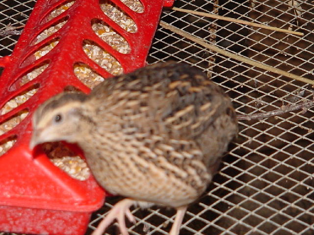 AGROPECUARIA UGAVAL: HUEVOS DE CODORNIZ