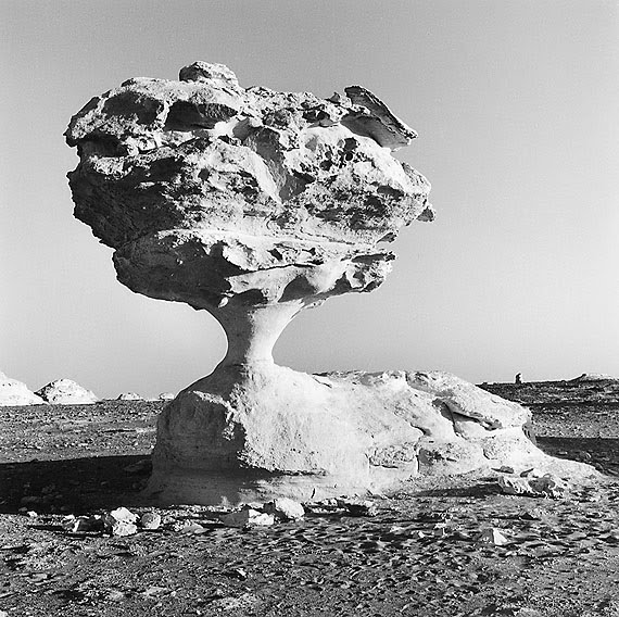 "prova d`arte" gruppo fotografico: Klaus Merkel Trees like Stones