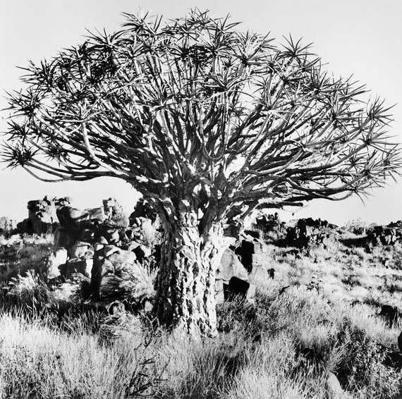 "prova d`arte" gruppo fotografico: Klaus Merkel Trees like Stones