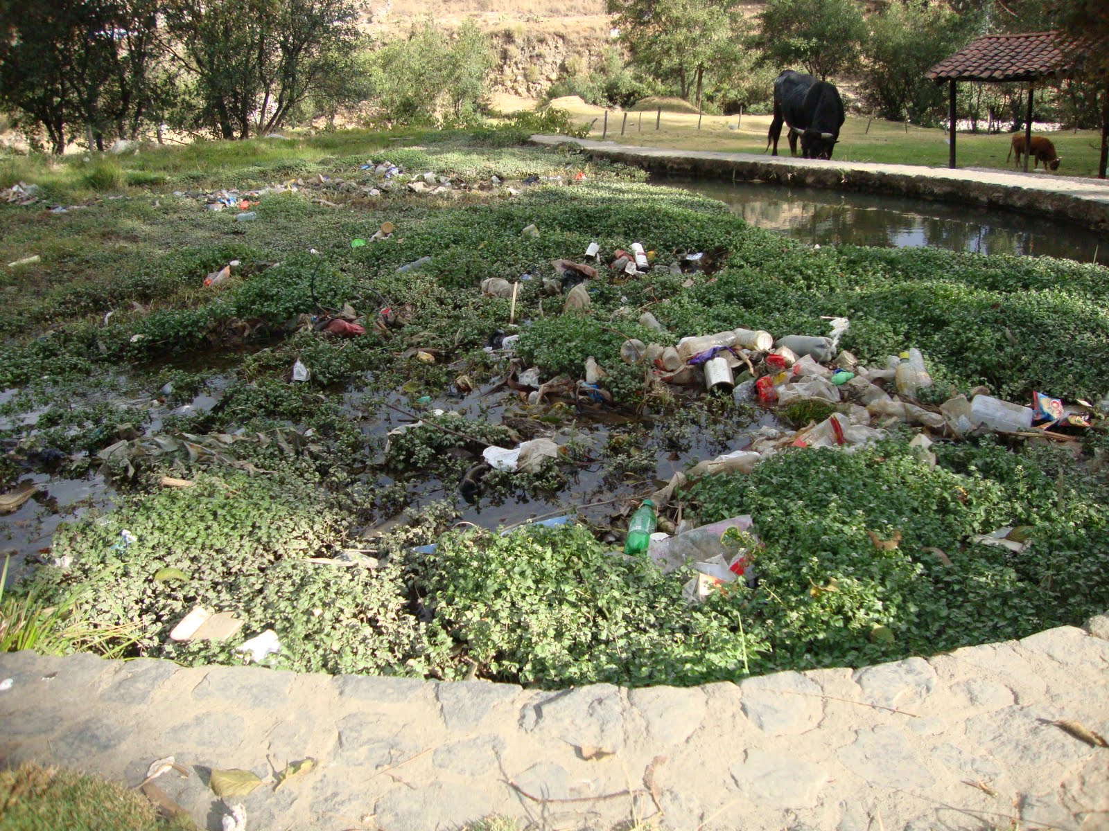 contaminacion ambiental