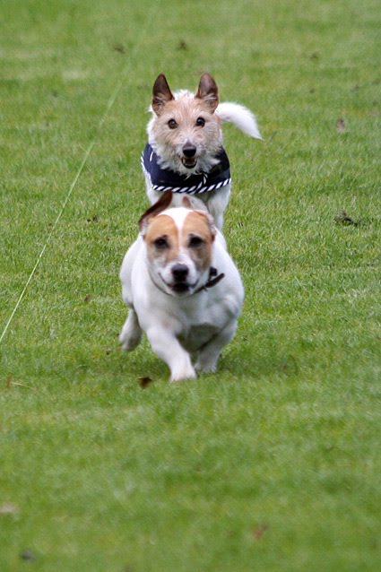 Indian Dog Kaya-Kiani: Jack Russel Race