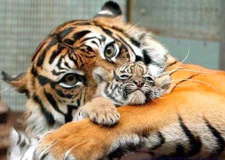 JAJAJA, QUÉ ANIMAL!!!