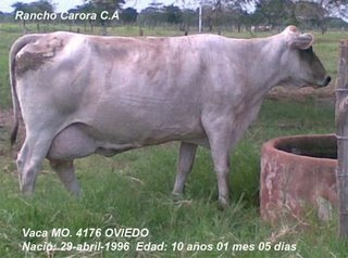 Mestizaje de Bovino Raza Carora