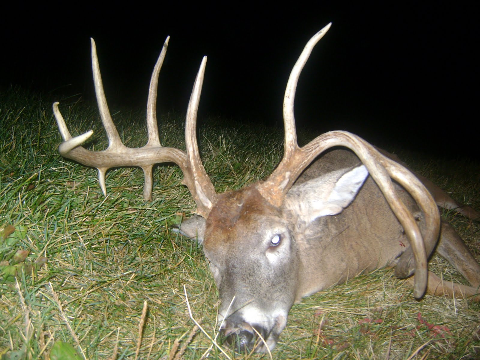 Herman Brothers Blog: Double Drop Tine Buck and Mega Striped Bass