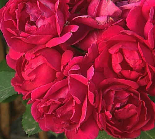 flowers: Blaze-Climbing-Rose