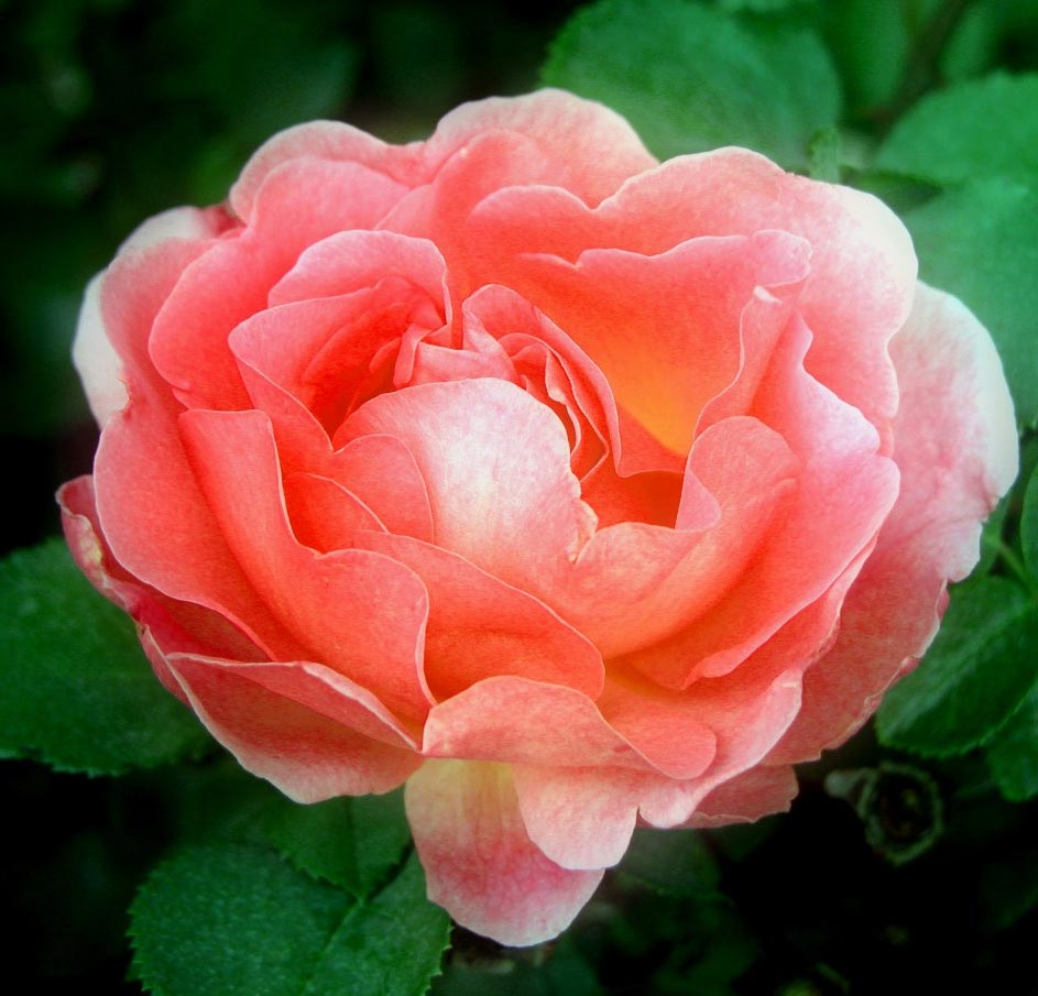 flowers: Coral-Drift-Rose