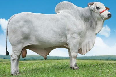 Strang Pecuária | Blog: Bitelo - TECO 105