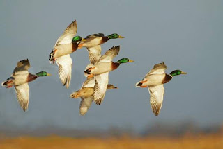 Caza en Mexico: Caza patos en México