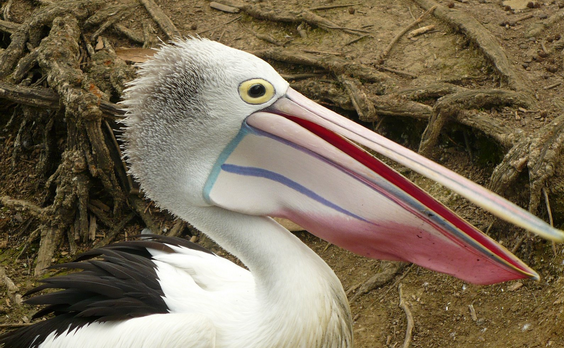 Tyranitar_7: ¿Cuál es el animal con el pico más grande?