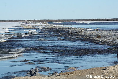 Bruce Di Labio's Blog: Birding Churchill Manitoba; June 8-12, 2009 ...
