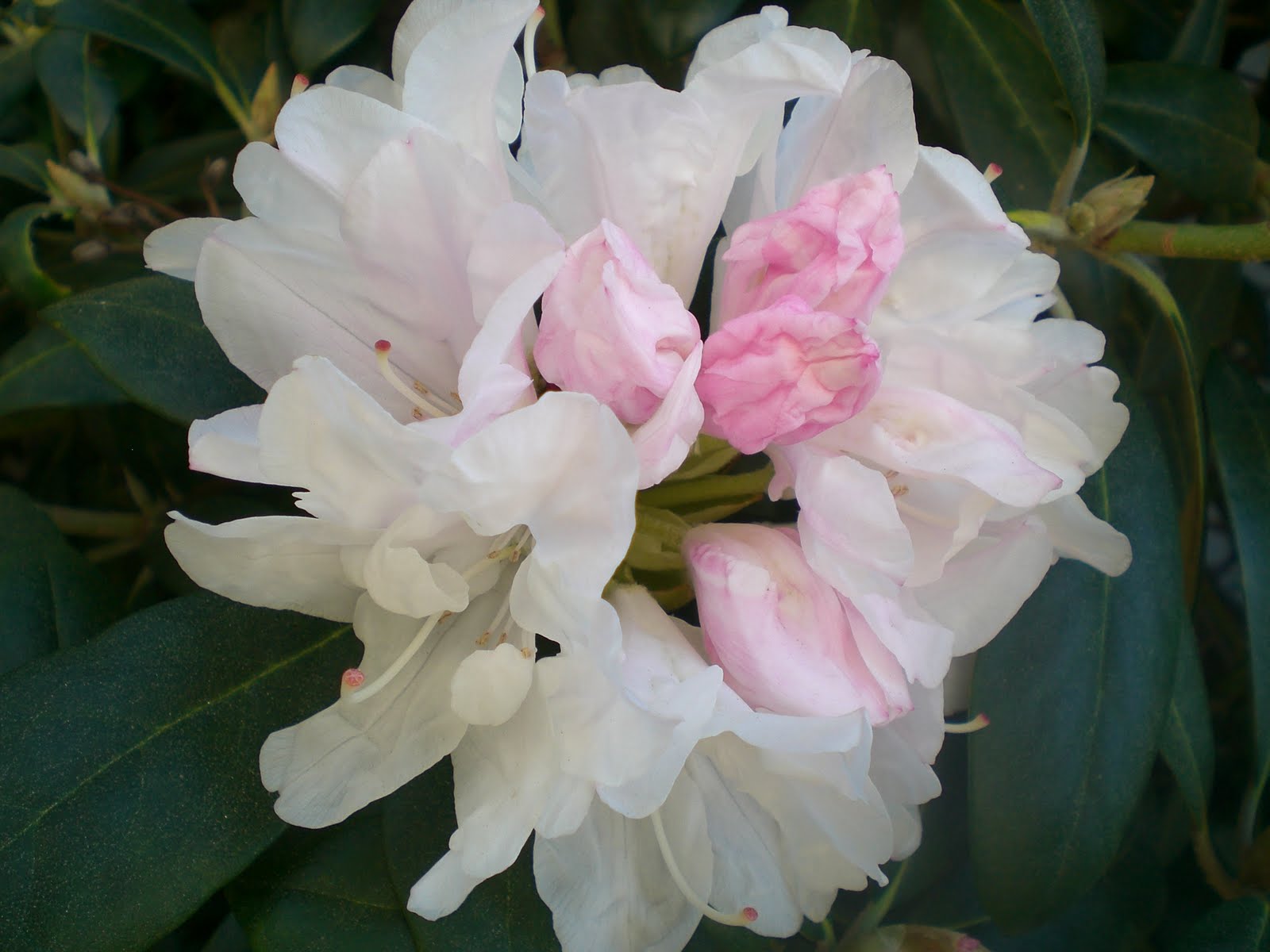 Marie Arden Pink Living: Yaku Princess is my favorite rhododendron