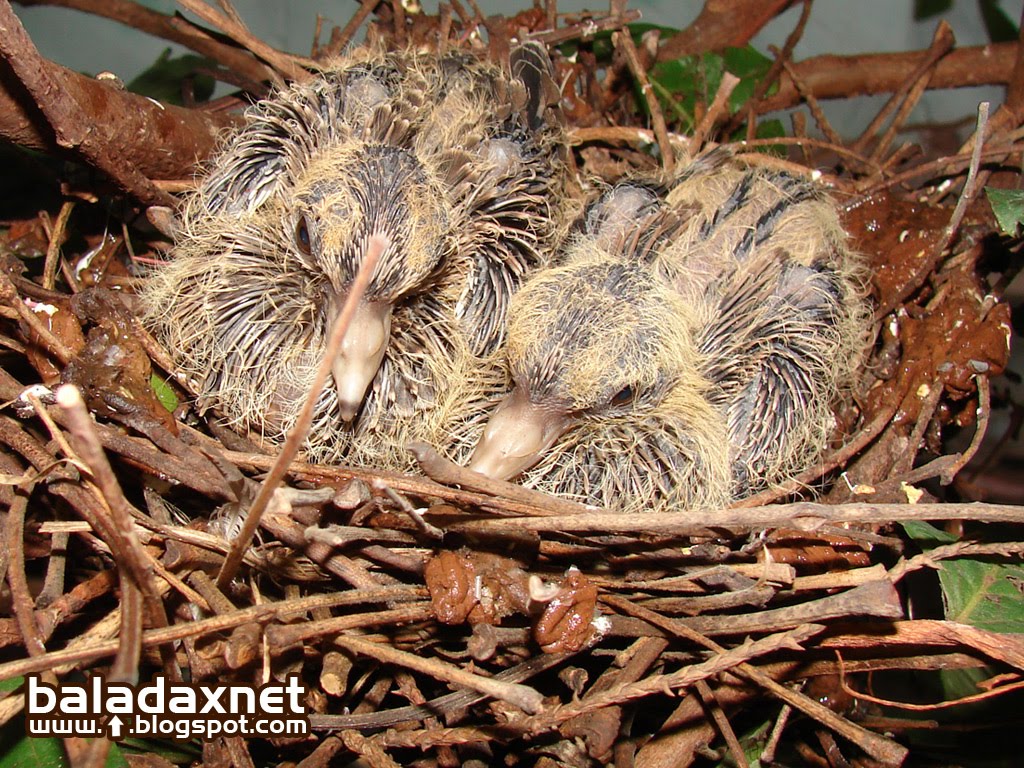 Blog do Balada: Filhotes de Pombo