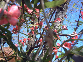 Nuestras plantas y árboles.: Duraznillo silvestre.