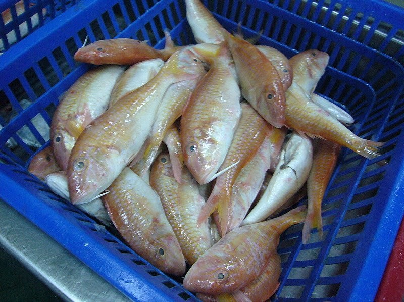 fish dot net: Goat fish from Indonesia
