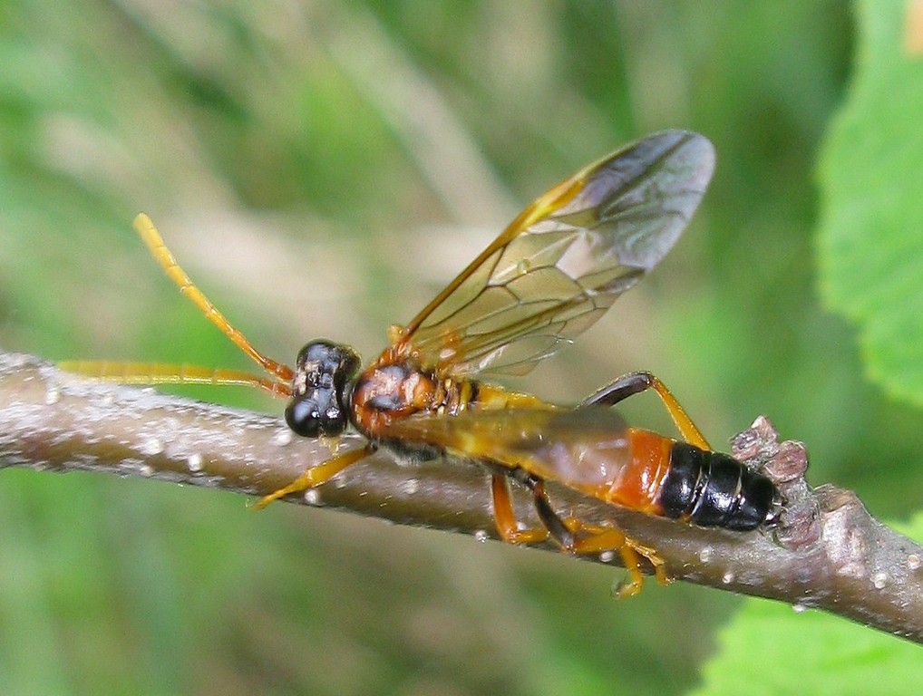Loodusluup: Kakslaik-kiil ja punaliidrik