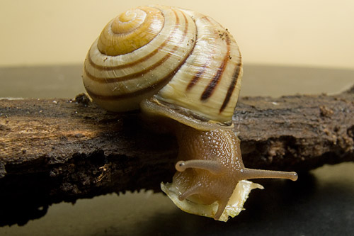 Land Snails and Slugs of Pennsylvania and New York: Cepaea nemoralis ...