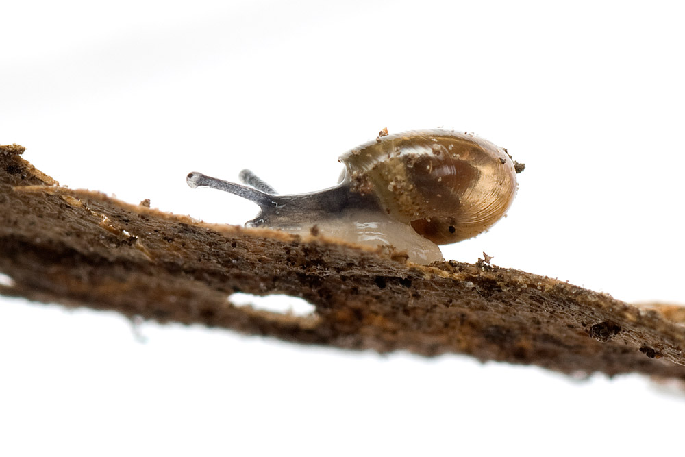 Land Snails and Slugs of Pennsylvania and New York: 2010